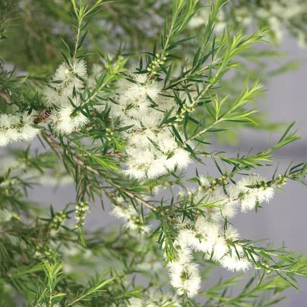 6月〜7月開花 細葉を茂らせ白い花を咲かせるオーストラリアの常緑低木 ガーデニングに好適花木 庭木の苗/メラレウカ（メラウニカ）：ブラックティーツリー7号鉢植えメラレウカはカリステモンとユーカリに似た植物で、主にオーストラリアに150種有り...