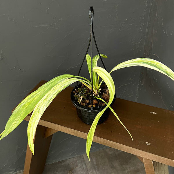 原種・ネクタイ 現品販売 バイヤーセレクト観葉植物/アンスリウム：ビッタリフォリウム バリエガータ（斑入り）4号吊り鉢26-07★現品販売★珍しいアンスリウムビッタリフォリウムの斑入りタイプです。ビッタリフォリウムは原種系のアンスリウムで、...