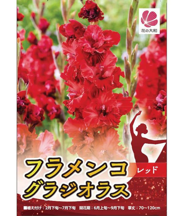 小型 春植え球根球根/グラジオラス：フラメンコ・レッド 4球入り夏の花壇を華やかに彩ってくれるグラジオラス。原種の交配や品種改が重ねられ、多彩な色あわせでガーデンの奥行きを演出します。華やかな色の競演をお楽しみください。切花にもおすすめです...