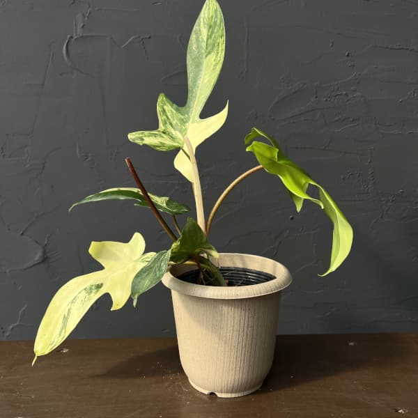 現品販売 アロイド観葉植物/フィロデンドロン：フロリダビューティーバリエガータ（斑入） 4号26-01★現品販売★しっかり斑の入った良株のフロリダビューティーの斑入りです。発根もしっかりしている、将来性ある一株です。学名Philodendr...