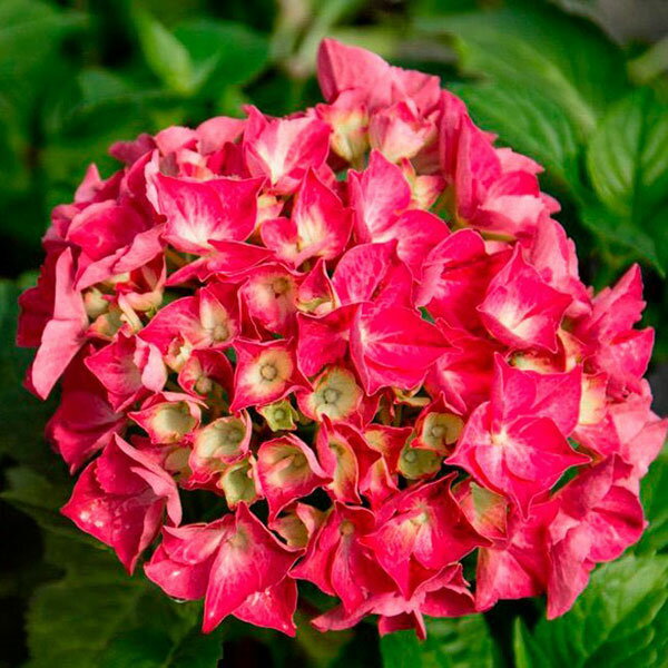 庭植え可能 紫陽花アジサイ：サンバファイヤー7号鉢植え★入荷から日数が経ったためセール価格となりました。商品の状態は画像と異なる場合があります。★★こちらの商品は開花または開花予定株です。お届け時期の気候によってはお花が固い場合や、花色がま...