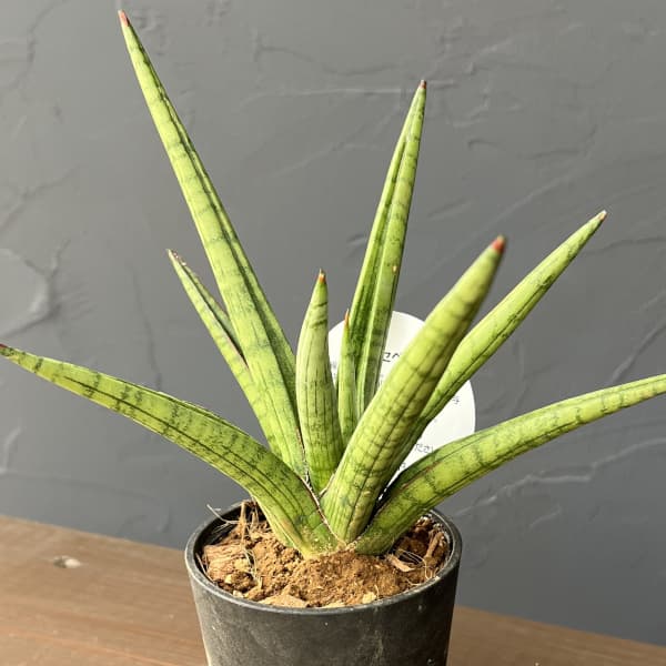 多肉植物 サンスベリア観葉植物/サンセベリア：ボブ 3号エコポット植えサンセベリアボブは新しい品種。ツンツンと四方に伸びる、棒状になった葉がかっこいいです。なインテリアにぴったり、サンセベリアの陶器鉢植えです。シャープな株姿が美しい観葉植物...