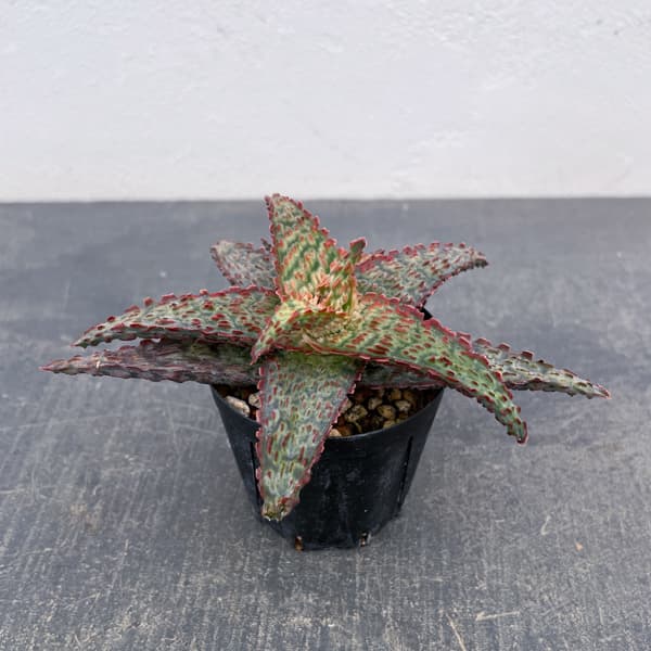 観葉スペシャルセール 多肉植物 現品販売観葉植物/アロエ：オリジナルハイブリット 3号鉢植え26-11★現品販売★アロエは肉厚の葉を持つ多肉植物で、南アフリカからマダガスカル、アラビア半島などに約400種が分布します。自生地は砂漠、草原、高...