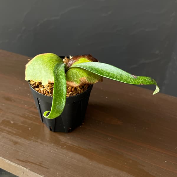 クラフト用苗 プラティセリウム観葉植物/ビカクシダ（コウモリラン）：アルシコルネドワーフ 2号ポット人気のコウモリラン・アルシコルネの珍しいドワーフタイプです。胞子葉は幅が狭く切れ長で、シャープな印象です。ビフルカツムに似ていますが、貯水葉...