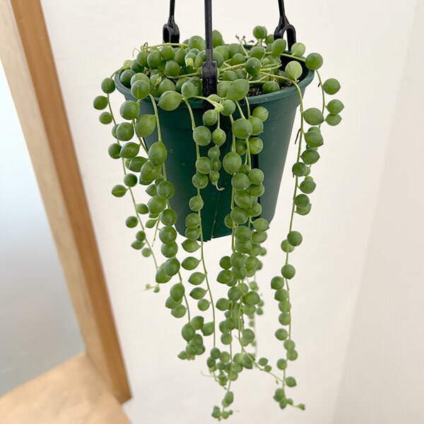 多肉植物観葉植物/グリーンネックレス 4号吊り鉢ころころとかわいいグリーンネックレス。「緑の鈴」とも呼ばれ、ナミビア原産のキク科セネキオ属のロウリーアヌスという品種です。いたって強健で乾燥に強く、日当たりさえよければどんどん伸びてきます。伸...
