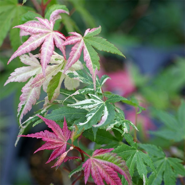 春はピンク、夏は緑、秋は赤く紅葉する美しいイロハモミジ花木 庭木の苗/モミジ：旭鶴（アサヒヅル）7号鉢植え春の新緑、秋の紅葉の美しさも格別なもみじの木。旭鶴は120年も受け継がれてきたイロハモミジの代表的な品種のひとつ。春はピンクから淡い斑...