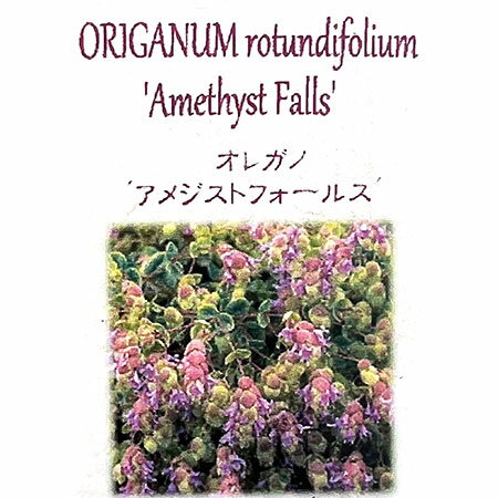 観賞用オレガノ草花の苗/花オレガノ：アメジストフォールズ3号ポットアメジストフォールズは、まるでホップの実を思わせる花穂が、滝のように枝垂れて咲く観賞用オレガノです。ライムグリーンの苞から現れるアメジストピンクの花色が美しく、開花が進むにつ...