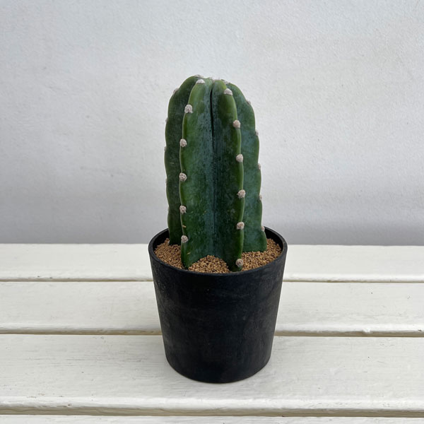 柱サボテン 鬼面角 多肉植物観葉植物/サボテン：ハシラサボテン キメンカク 3.5号鉢植え柱サボテンは数あるサボテンの中でも特に人気が高いタイプです。日当たりの良い場所で管理いただければ、手間要らずで素敵なインテリアになります。学名Cere...