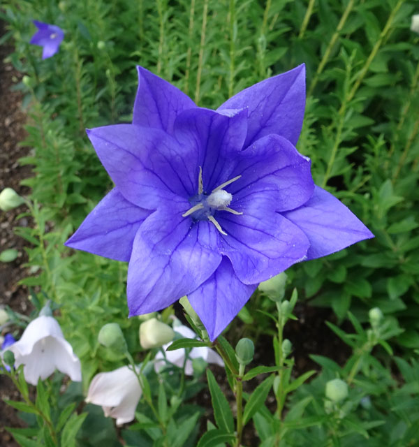 盛夏に咲く花壇の花 宿根草草花の苗/[送料無料]おもてなしキキョウ(桔梗）：二重系パープル3号ポット（高性） 12株セットキキョウは万葉の時代から愛され、秋の七草に数えられる和の花ですが、自然環境下での開花は7月下旬から9月にかけて、実際に...