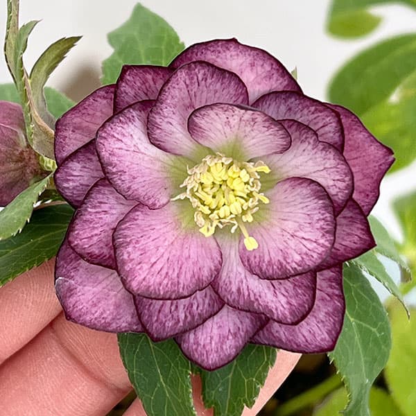 開花株松村ナーセリーさんのクリスマスローズ：26-63ミニダブル／4号ロングポット【現品販売】「葉もお花も楽しめるクリスマスローズ」としてカラーリーフ系の交配で有名な松村ナーセリーさんの開花株をいただいてきました！小輪系の素朴でかわいらしい...