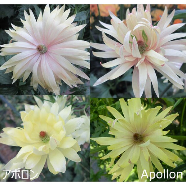 新品種 光沢のあるスプレー咲きの人気品種草花の苗/ラナンキュラス：ラックス アポロン3.5-4号ポット 3株セット★入荷から日数が経ったためセール価格となりました。商品の状態は画像と異なる場合があります。★アポロンは光を浴びるたびに花びらが...