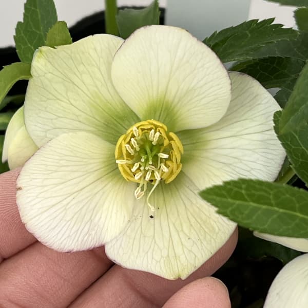 開花株曽田園芸さんのクリスマスローズ：26-18姫小町シングル4号ロングポット【現品販売】曽田園芸さんオリジナルのクリスマスローズ。少しだけ分けていただきました！※葉に黒い点などが現れていることがございますが、低温などの環境の変化によるもの...