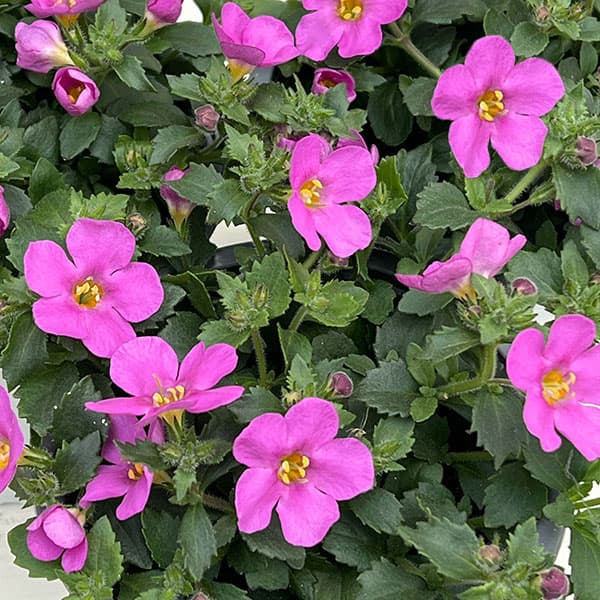 草花の苗/バコパ（ステラ）：スコーピア ガリバーコンパクトローザ11cmポットスコーピアは、大輪タイプの花を春から秋まで長い期間にわたり咲き続ける強健なバコパのシリーズです。従来のバコパに比べて数段に花が大きく見ごたえがあります。分枝してか...