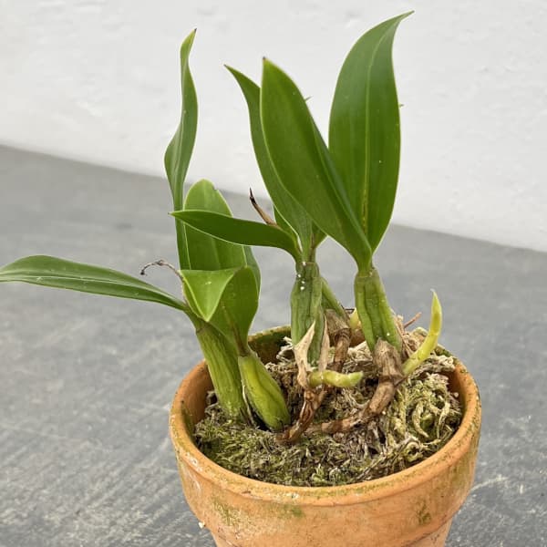 蘭の苗観葉植物/セロジネ：ファンブリアータ 2.5号セロジネは東南アジアに分布する着生ラン。多くは木に着生しますが、岩に着生することもあります。香りのよい花を咲かせるものが多く、大きさや草姿も様々で、コレクションする楽しみもあります。学名C...