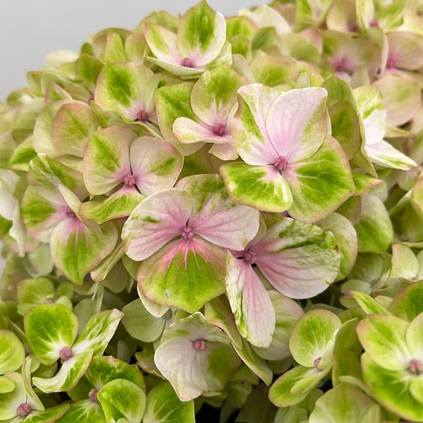 厚みのある花弁に、移ろう花色が魅力の紫陽花（わけあり特価）アジサイ：ドリーミー（ピンク） 5号鉢植え★花が咲き進んでいるため特価です。ギフトにはご利用いただけません。花を切り戻してのお届けとなる場合があります★やわらかく溶け合うようなグラデ...