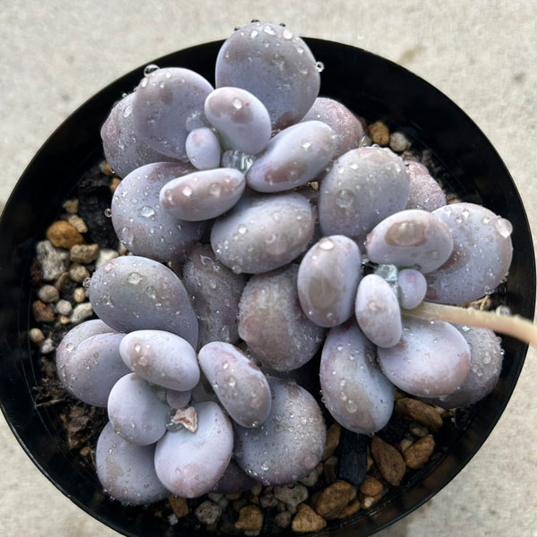 美しい青紫色 ぷくぷくとした愛らしい多肉植物観葉植物/パキフィツム：ブルーヘイズ 4号ポットパキフィツムはメキシコ高原を中心に分布する多肉植物の仲間。ブルーヘイズは爽やかな青紫色の柔らかい色合いとぷっくらした姿が愛らしい品種です。小型で、成...