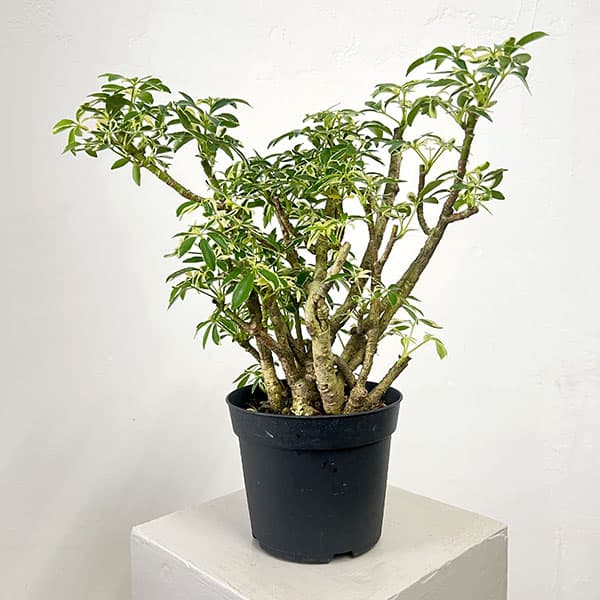 丈夫で育てやすいインテリアグリーン 丈夫な観葉植物観葉植物/シェフレラ：ムーンドロップ（古木） 5号ポット古木感が素敵なシェフレラムーンドロップです。平鉢に入れて盆栽仕立てにしたい逸品。シェフレラは手のひらを広げたような葉を茂らせる常緑低木...