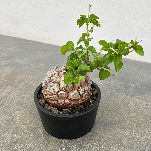塊根植物 コーデックス 現品販売 亀甲竜観葉植物/ディオスコレア（亀甲竜）：エレファンティペス（キッコウリュウ） 5号26-01★現品販売★亀甲竜は塊根が亀の甲羅模様に似ていることに由来しています。生育期につるを伸ばしハート型の葉を付けます...