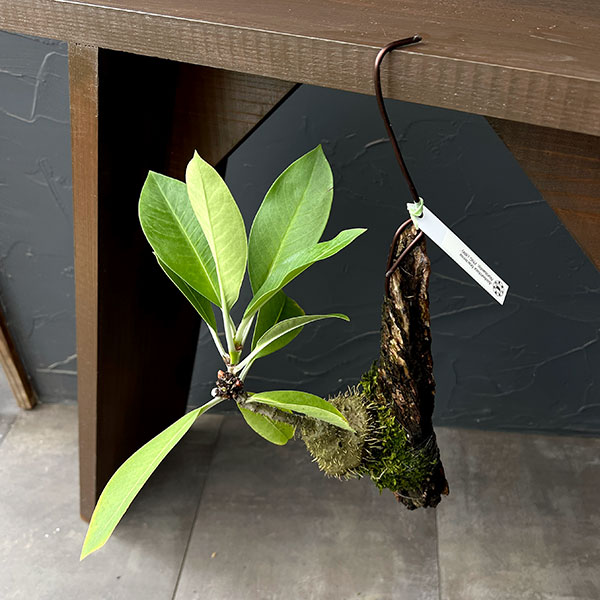 大きな塊根が魅力的 コーデックス観葉植物/アントルリザ：ブラクテオサ Normanby,PNG(AW)（国内実生株）板付けアントルリザはパプアニューギニアなどに自生するアリ植物の一種です。国内で育てた株なのでとても育てやすいです。蟻と共生で...