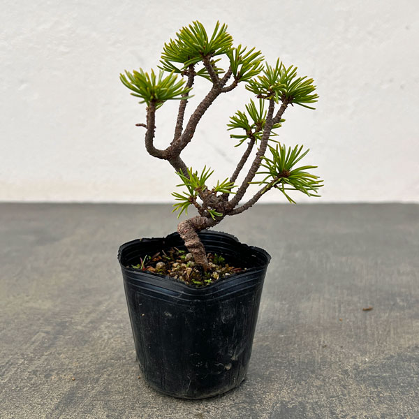 1955年から3代続く盆栽園「明松園」の盆栽用花木苗 縁起物 約10年もの 盆栽の代表的品種 現品販売山野草の苗/ゴヨウマツ（五葉松）：実生苗2号ポット 25-01★入荷から日数が経ったためセール価格となりました。商品の状態は画像と異なる場...