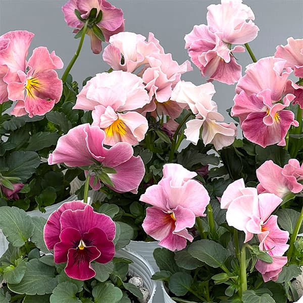 ありまひろこさん育種草花の苗/[送料無料]ビオラ（フリル咲き）：アーカイブ ピンク系3号ロングポット 24株セットありまひろこさん育種のウェーブタイプのビオラです。ふんわりとしたフリルとさまざまな花色との組み合わせが楽しい、1株ずつの表情豊...