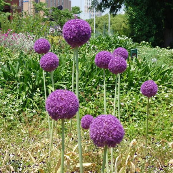 4月〜5月開花 巨大な花を咲かせる人気品種！球根芽出しポット ギガンチウムアリウム：ギガンチューム1球植え4号ポット*赤紫の宝石のボール状の花は見事の一言。その花径の大きさは見るものを圧倒します。お庭に巨大なボールを咲かせて見ませんか？群生...