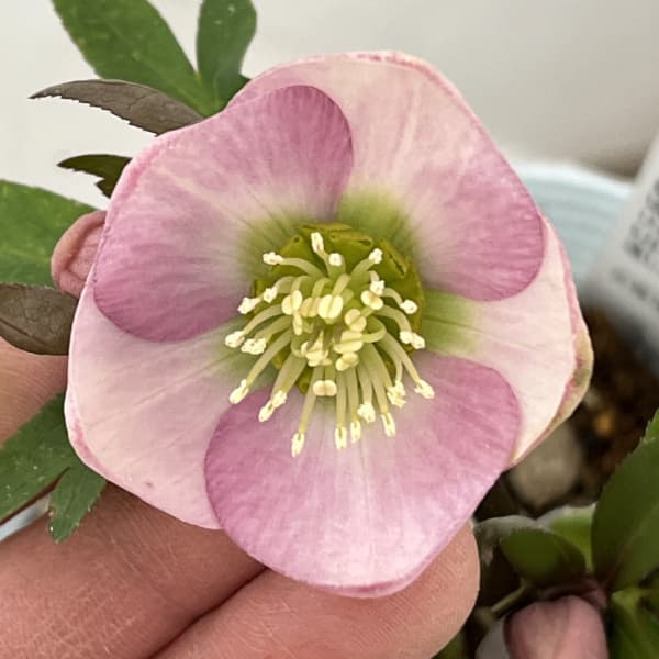 開花株松村ナーセリーさんのクリスマスローズ：26-34シングル ブロッサム／4号ロングポット【現品販売】「葉もお花も楽しめるクリスマスローズ」としてカラーリーフ系の交配で有名な松村ナーセリーさんの開花株をいただいてきました！ブロッサムは、多...