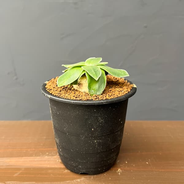 多肉植物 ケープバルブ観葉植物/ドリミア：キリアータ 3号ドリミアキリアータは、細長いストラップ状の葉の縁に毛が生えるのが特徴です。丈夫で乾燥に強く、細い花茎から白から淡いピンクの星形の花を咲かせる球根多肉植物です。学名Drimia cil...