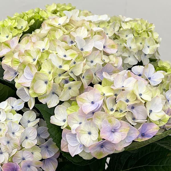 厚みのある花弁に、移ろう花色が魅力の紫陽花（わけあり特価）アジサイ：ドリーミー（ブルー） 5号鉢植え★花が咲き進んでいるため特価です。ギフトにはご利用いただけません。花を切り戻してのお届けとなる場合があります★やわらかく溶け合うようなグラデ...