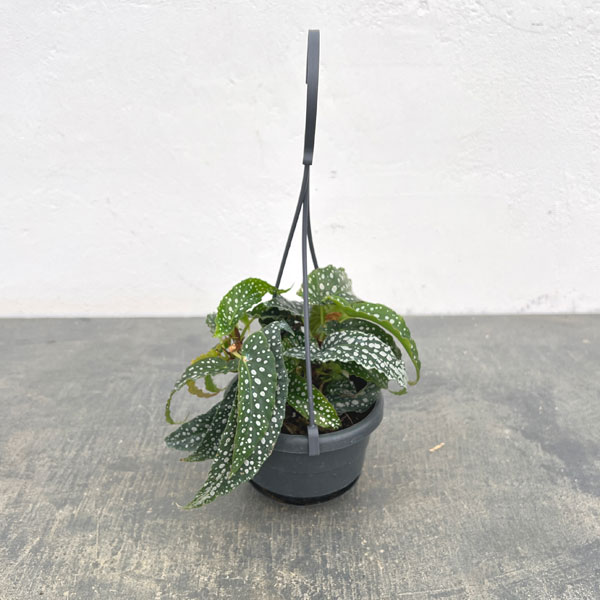 観葉植物/ベゴニア：ダブルドット3.5号吊り鉢まるでペイントしたような白いドット柄が魅力のベゴニア ダブルドット。シックな葉色と遊び心のある模様が絶妙で、置くだけでお部屋が一気にセンスアップ。直射日光を避けた明るい場所で管理すればOKなので...