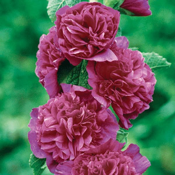 立葵 6〜8月開花 八重の華やかな花 宿根草草花の苗/アルセア（タチアオイ）：チャターズ バイオレット3号ポット花の少ない夏場に楽しく花壇を彩るタチアオイ。茎が太く丈夫で花壇に植えるとひときわ大きく生長します。八重咲き、大柄で夏の暑さに負け...