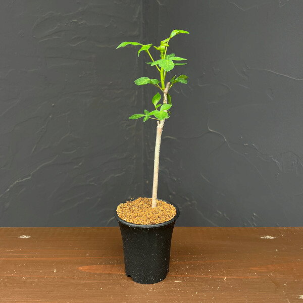 塊根植物 コーデックス コンミフォラ観葉植物/コミフォラ：sp. Yulu（Mutha） 2.5号鉢植えマダガスカル原産の、「天然の盆栽」と呼ばれている、成長すると古木感のある株姿が魅力的なコミフォラの実生株です。大きくなるとごつごつした幹...