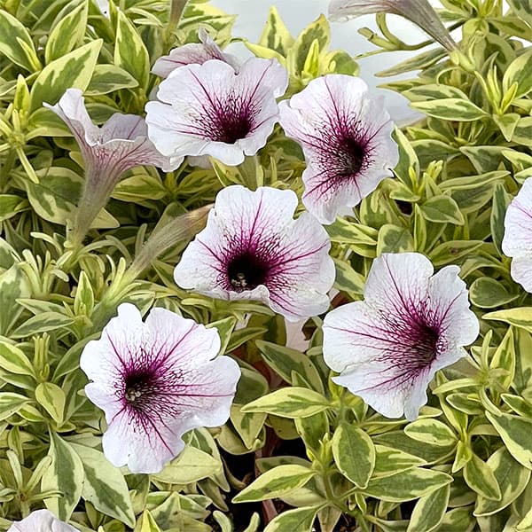 桂楓園さん×k-plantsさんコラボ草花の苗/ペチュニア：ミスティカ3-3.5号ポット 6株セット桂楓園さん×k-plantsさんコラボ商品！ミスティカは、桂楓園さんオリジナルのあずきの斑入り葉タイプです。アンティークな花色とクリーム斑の...