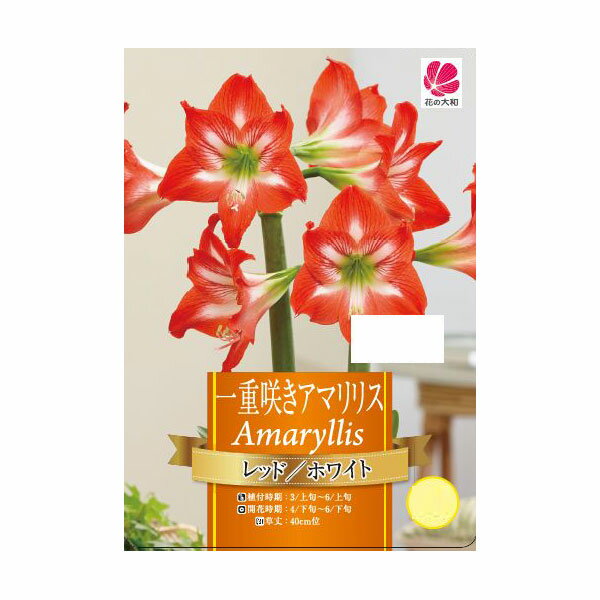 小型 春植え球根球根/（わけあり特価）一重咲きアマリリス：レッド＆ホワイト1球★長期在庫のため特価です・芽が伸び始めている場合があります★春の球根の王様と言われるアマリリス。シンプルな一重咲きの品種です。※個体差により色幅が生じる場合があり...