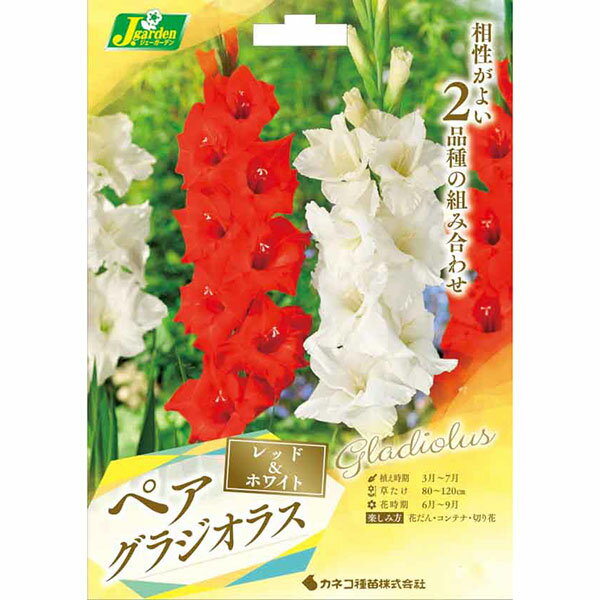 小型 春植え球根球根/グラジオラス（ペア）：レッド＆ホワイト 6球入り夏の花壇を華やかに彩ってくれるグラジオラス。相性の良い2色がペアになっています。華やかな色の競演をお楽しみください。切花にもおすすめです。タイプ：アヤメ科トウショウブ属の...