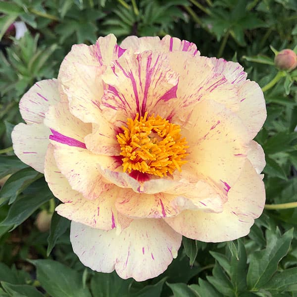 芍薬とボタンの交配種 宿根草草花の苗/シャクヤク（インターセクショナルハイブリッド）：ロリポップ7号ポットボタンとシャクヤクの交配改良種として生まれたインターセクショナルハイブリッド芍薬。受咲きで花立ちが良く、整った株姿とパステル系の珍しい...