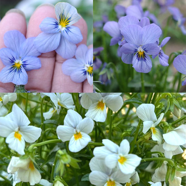 EMSファームさん×高見園芸さん草花の苗/ビオラ：エムズビオラ エフィ3号ロングポット 6株セット★入荷から日数が経ったためセール価格となりました。商品の状態は画像と異なる場合があります。★エフィは、極小輪でコンパクトに育つ極小輪タイプで少...