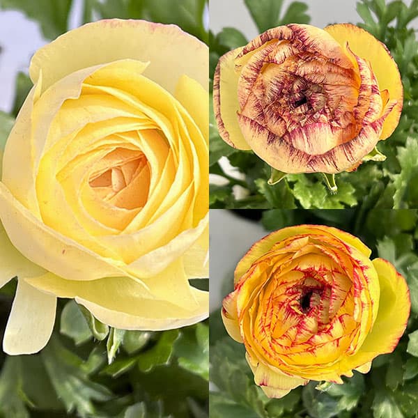草花の苗/ラナンキュラス：マシェ・レモンローズバイカラー3.5号ポット 3株セット★入荷から日数が経ったためセール価格となりました。商品の状態は画像と異なる場合があります。★八重咲きのカラフルな花が花壇一面に咲く姿はまるで牡丹のよう。どんな...
