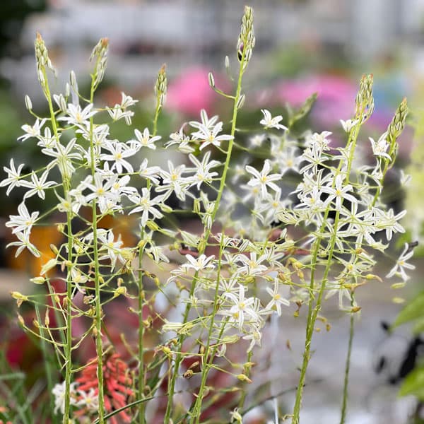 初夏に開花 開花期間が長い 雪の女王と呼ばれる白い花オーニソガラム：ポンティクム ソチ 1球植え3号ポットオーニソガラム ポンティクム ソチはピュアホワイトが美しい、雪の女王とも称される希少な品種です。力強く立ち上げた茎の先端に花穂にたくさ...