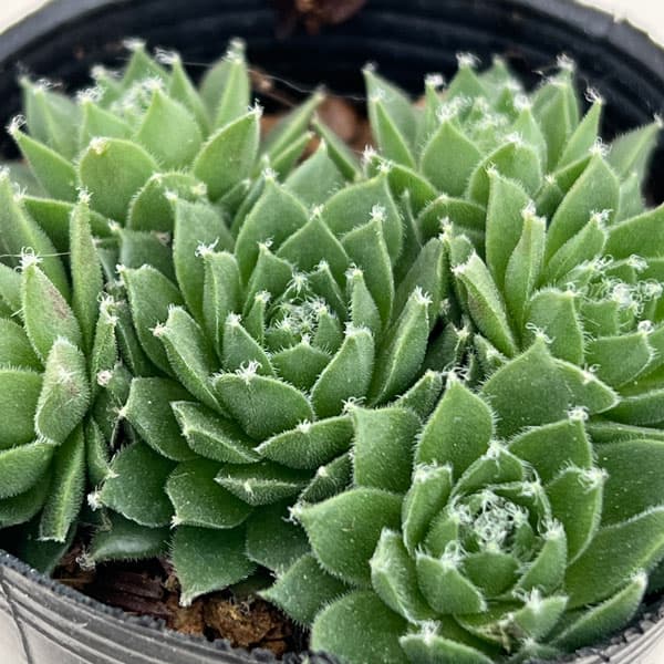 センペルビバム 多肉植物観葉植物/センペルビウム：シルバーカーネオル 2号ポット色々な姿をしたミニサイズのセンペルビウムです。日当たりのよいところで育ててください。属名はラテン語の「常にsemper」と、「生きているvivus」という言葉に...