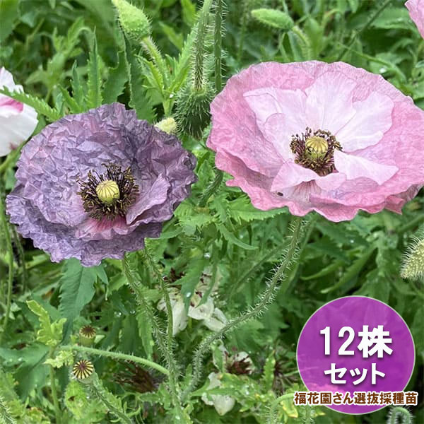 2026新春福袋 アメイジンググレイ草花の苗/[送料無料]ポピー：アメージンググレー3号ポット（福花園さん選抜採種苗） 12株セットアメージンググレーはシャーレーポピーの一品種で、初夏にシックな花色の花を咲かせる一年草です。実生株（種から育...