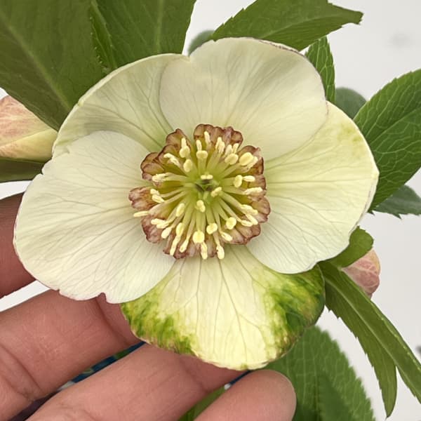 ウインターシンフォニー 開花株クリスマスローズ：ベーシックダブル26-22セミダブル／1.5Lポット【現品販売】ウインターシンフォニーの開花株です。お届けするのは写真の現品です。モニターによっては、現物とのお色に若干の違いが出る場合もござい...