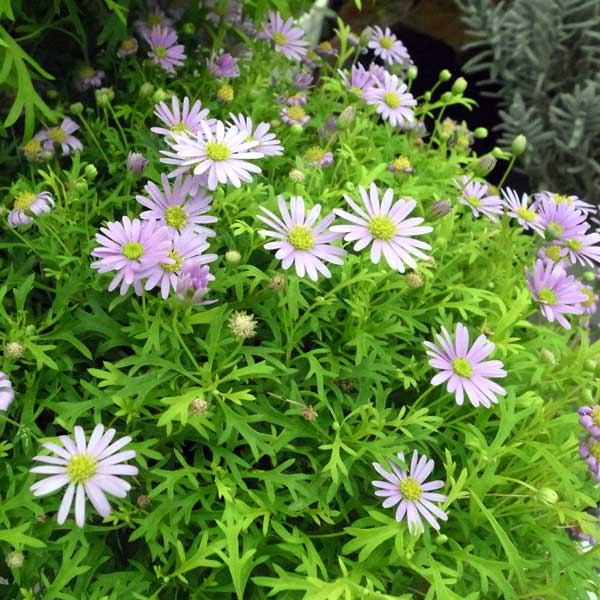 ライムグリーンの葉にラベンダーブルーの花！草花の苗/ブラキカム：ゴールドマット2.5号ポット 3株セット★入荷から日数が経ったためセール価格となりました。商品の状態は画像と異なる場合があります。★ゴールドマットは、ライムグリーンの葉に淡い紫...