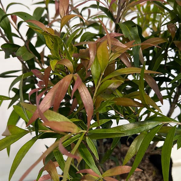 金宝樹・ブラシノキ 新芽がピンクに色づくカラーリーフ品種花木 庭木の苗/カリステモン：グレートボール オブ ファイヤー5号ポット★入荷から日数が経ったためセール価格となりました。商品の状態は画像と異なる場合があります。★グレートボール オブ...