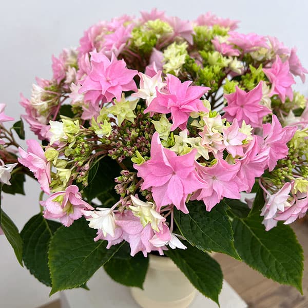 佐賀オリジナル紫陽花 開花株アジサイ：和（なごみ）ピンク 5号鉢植え*★入荷から日数が経ったためセール価格となりました。商品の状態は画像と異なる場合があります。★和（なごみ）は、「強くて長持ちしてかわいいアジサイ」というコンセプトのもと佐賀...