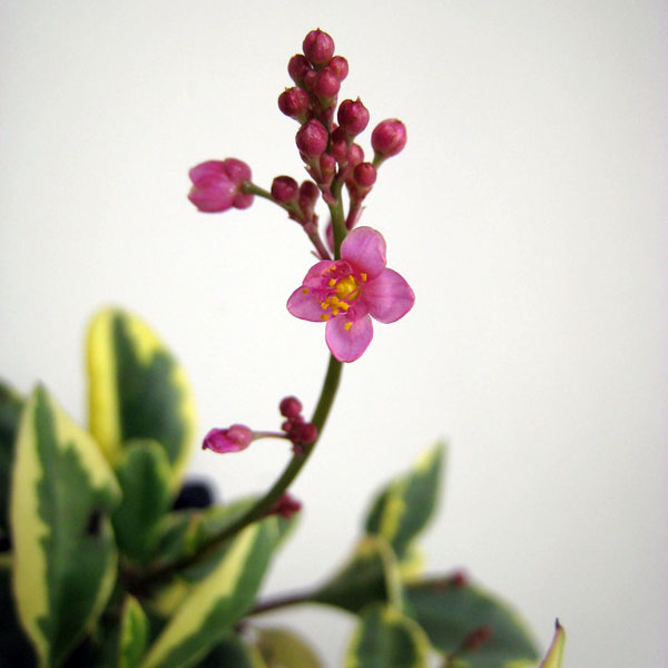 7月〜10月開花 クサハナビ・草花火・三時花・爆蘭草花の苗/タリナム 斑入り（ハゼラン） 4号鉢植え★入荷から日数が経ったためセール価格となりました。商品の状態は画像と異なる場合があります。★ピンクの小花を咲かせるスベリヒユ科の多年草、タリ...