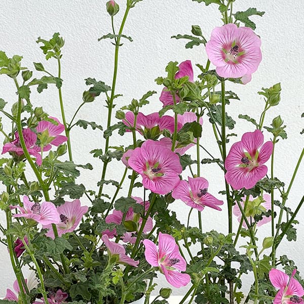 5月〜10月開花 アニソドンティア 小さなピンクの花が次々に咲く！温度があれば周年開花草花の苗/アニソドンテア： エレガンス プリンセス3-3.5号ポット 3株セットアニソドンティアは、南アフリカ原産のアオイの仲間で、赤紫色の小花をたくさん...