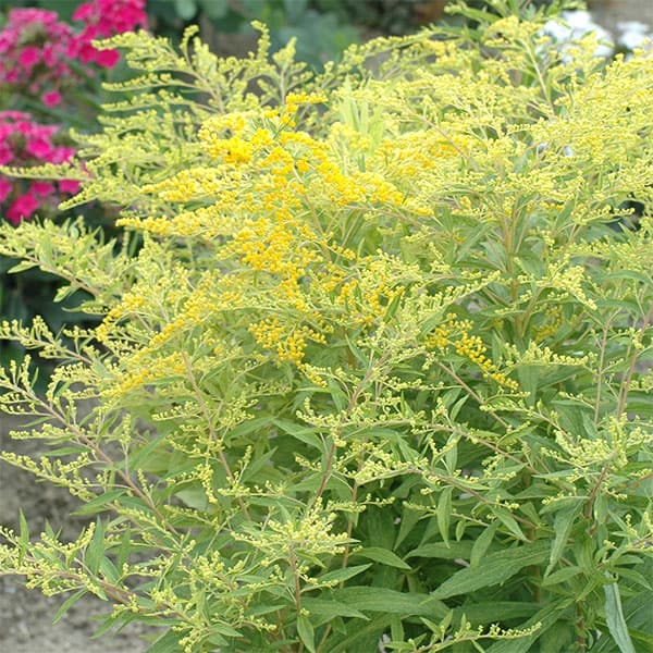 夏から秋まで黄色の花を咲かせる丈夫な宿根草草花の苗/ソリダゴ：グロメラタ ゴールデンモサ3号ポット★入荷から日数が経ったためセール価格となりました。商品の状態は画像と異なる場合があります。★ソリダゴは日本に自生するアキノキリンソウの仲間。有...