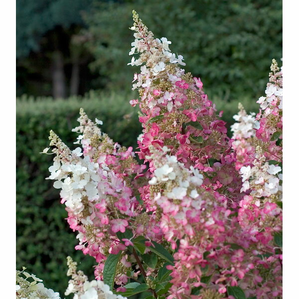 白からピンクに変化する大輪品種花木 庭木の苗/ノリウツギ（糊空木）：ピンキーウィンキー3.5-4号ポット★入荷から日数が経ったためセール価格となりました。商品の状態は画像と異なる場合があります。★ベルギー発の国際パテント品種。30〜40cm...