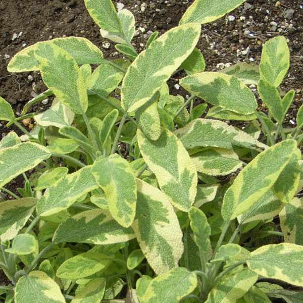 飾って美しく、食べて香る黄金の葉・ハーブ苗ハーブの苗/セージ：ゴールデンセージ 3号ポット明るい黄色の覆輪が入る葉が美しいセージ。葉にはまろやかな風味があり、ハーブティにするとのどの痛みを和らげてくれます。花はサラダにちらしたり、葉は肉や魚...